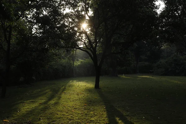 Sun Rays Through Trees - Stock Image - Everypixel
