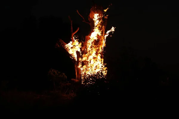 Árbol ardiente Stock Photos, Royalty Free Árbol ardiente Images ...