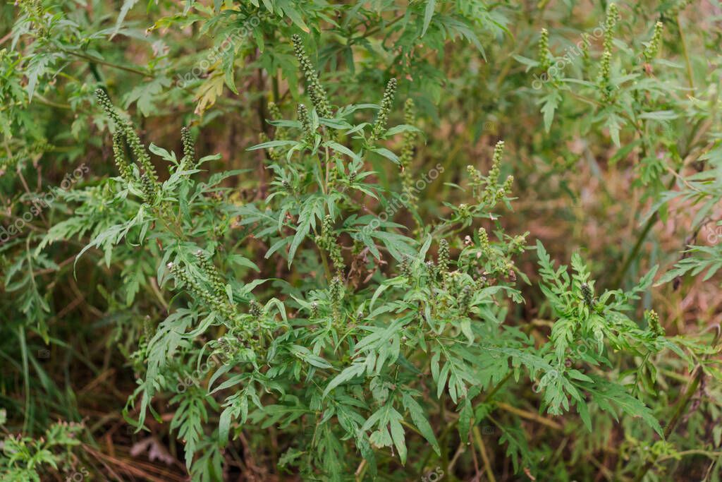 Arbustos florecientes de ambrosía. Ambrosia artemisiifolia planta ...