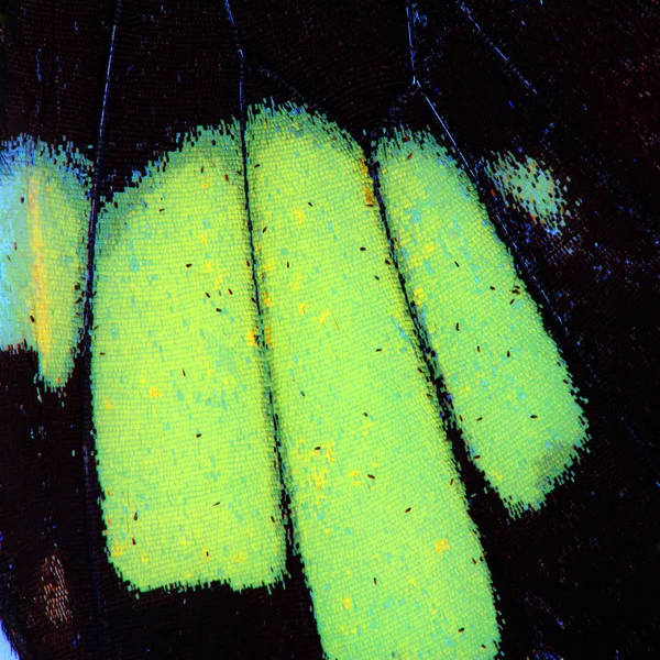 Membrane wing Stock Photos, Royalty Free Membrane wing Images ...