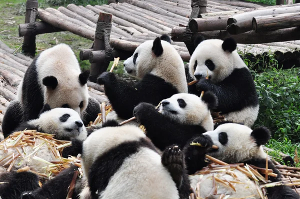 ᐈ Fat panda bear stock photos, Royalty Free fat panda pictures ...