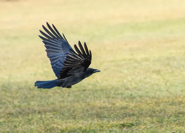 Crow flying Stock Photos, Royalty Free Crow flying Images | Depositphotos