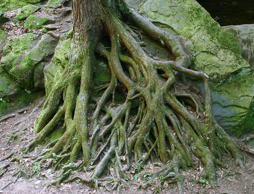 Roots Stock Photo by ©firebrand3 30459513