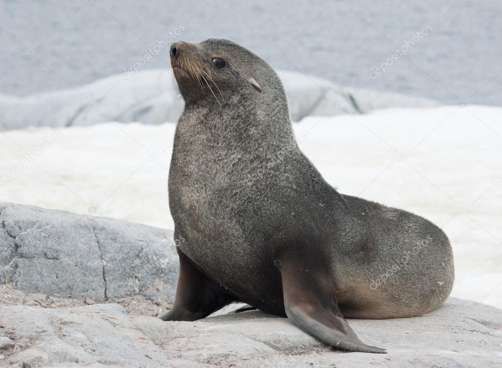 Foca macho sentado sobre una roca en la costa — Foto de Stock #19366741 ...