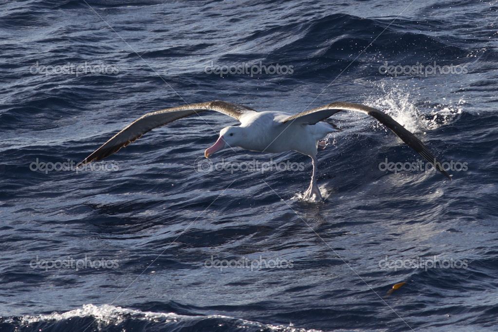 Wandering albatross taking off from the surface of the water — Stock ...