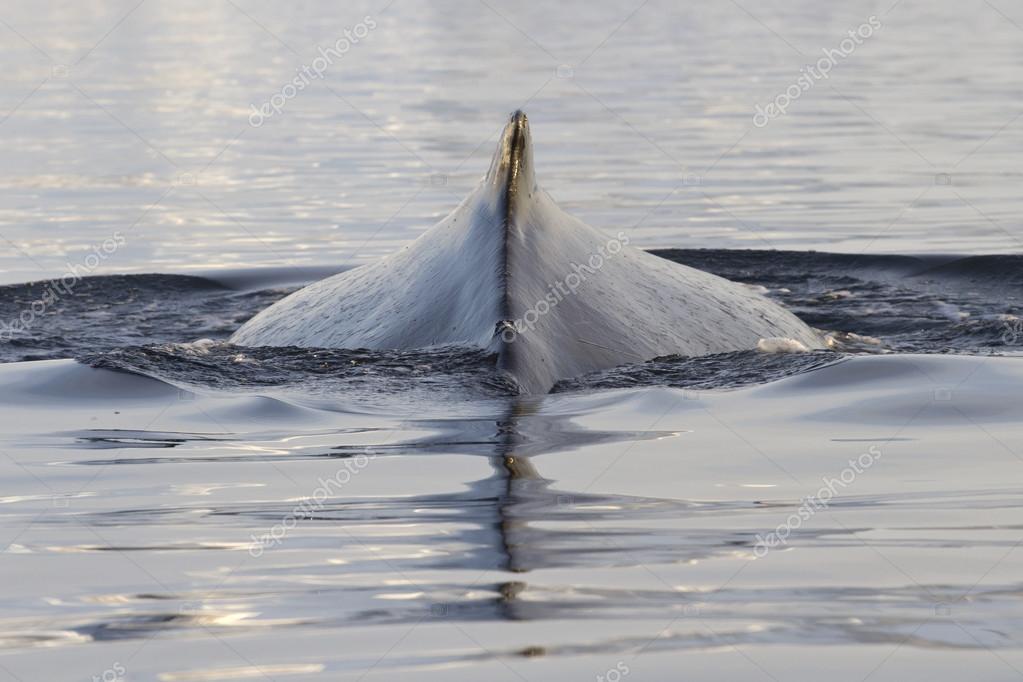 Spin and fin whale humpback dived in Antarctic waters — Stock Photo ...