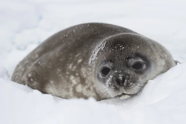 Weddell seal pups on the ice of the Antarctic Peninsula 1 — Stock Photo ...