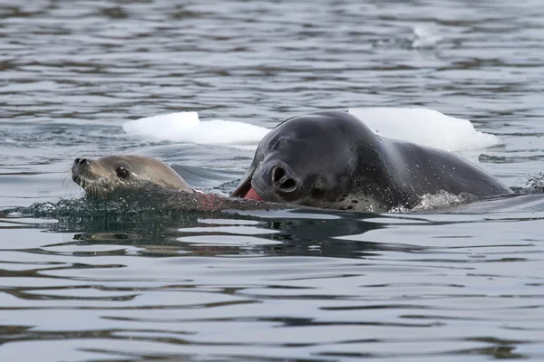 leopard seal attacking a young crabeater seal - Stock Image - Everypixel