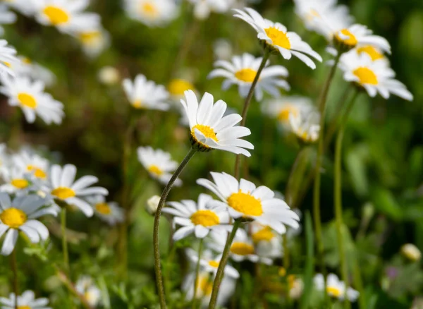 Beautiful First Spring Flower Daisy Matricaria Rays Sunlight — Stock ...