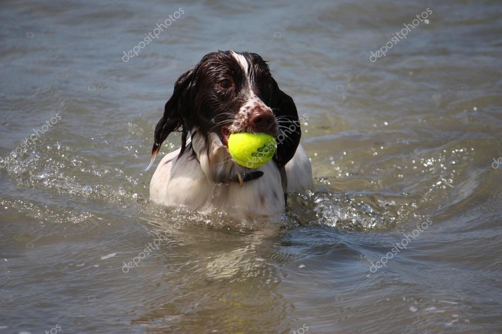 Does The English Springer Spaniel Like To Swim
