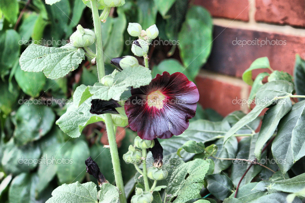 Black Hollyhock Leaves