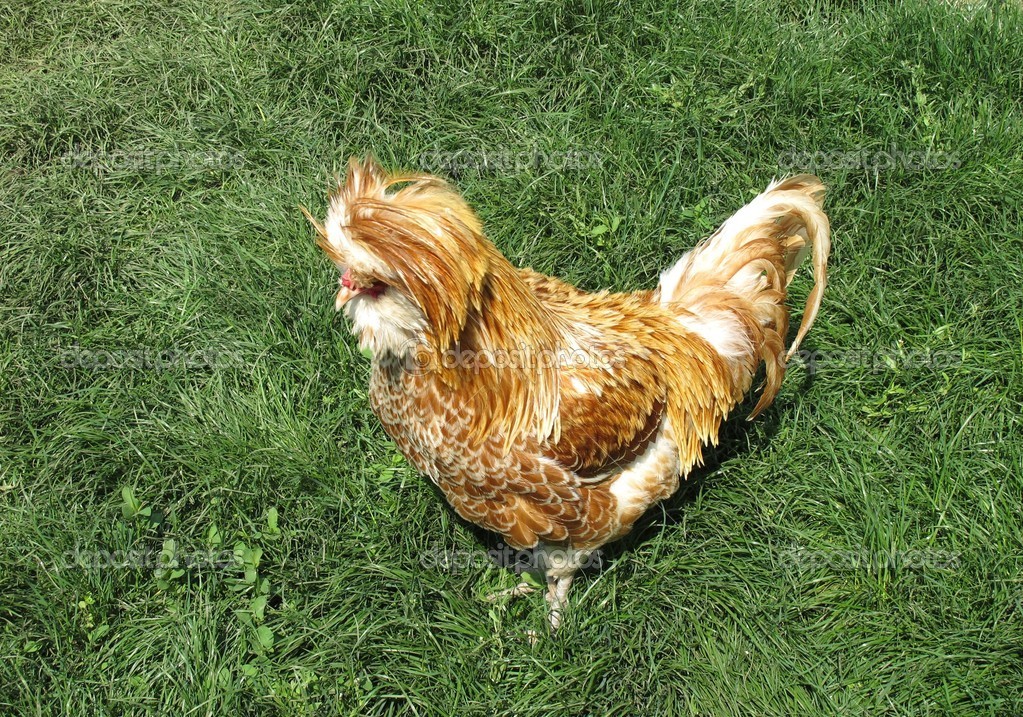 Gallo - Foto Stock: Foto, Immagini © cristalvi 17356393 | Depositphotos