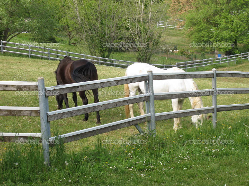 Caballos en el corral — Foto de stock © cristalvi #50904879