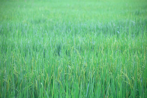 Rice paddy plant Stock Photos, Royalty Free Rice paddy plant Images ...