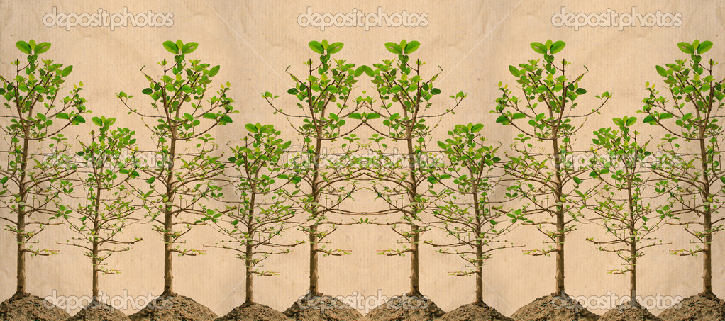 Detail of tree branch — Stock Photo © khunaspix #19552269