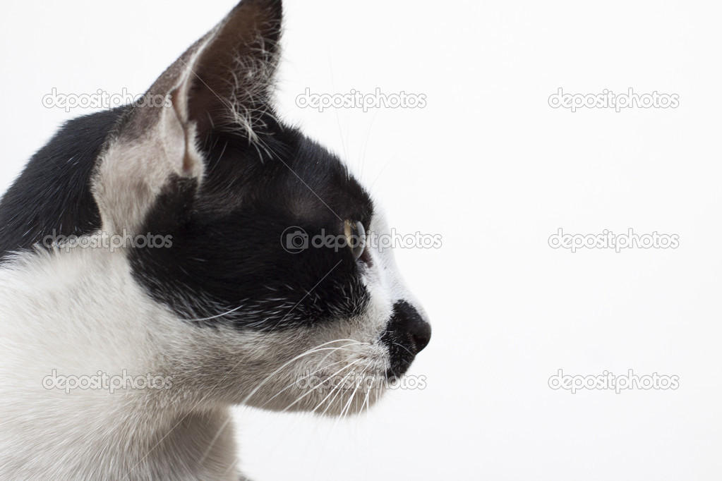 Cat side view head | Side view of cat head on white — Stock Photo ... Cat side view head | Side view of cat head on white — Stock Photo ...