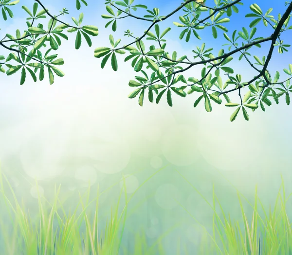 Bamboo border or background — Stock Photo © Pics4ads #13612705