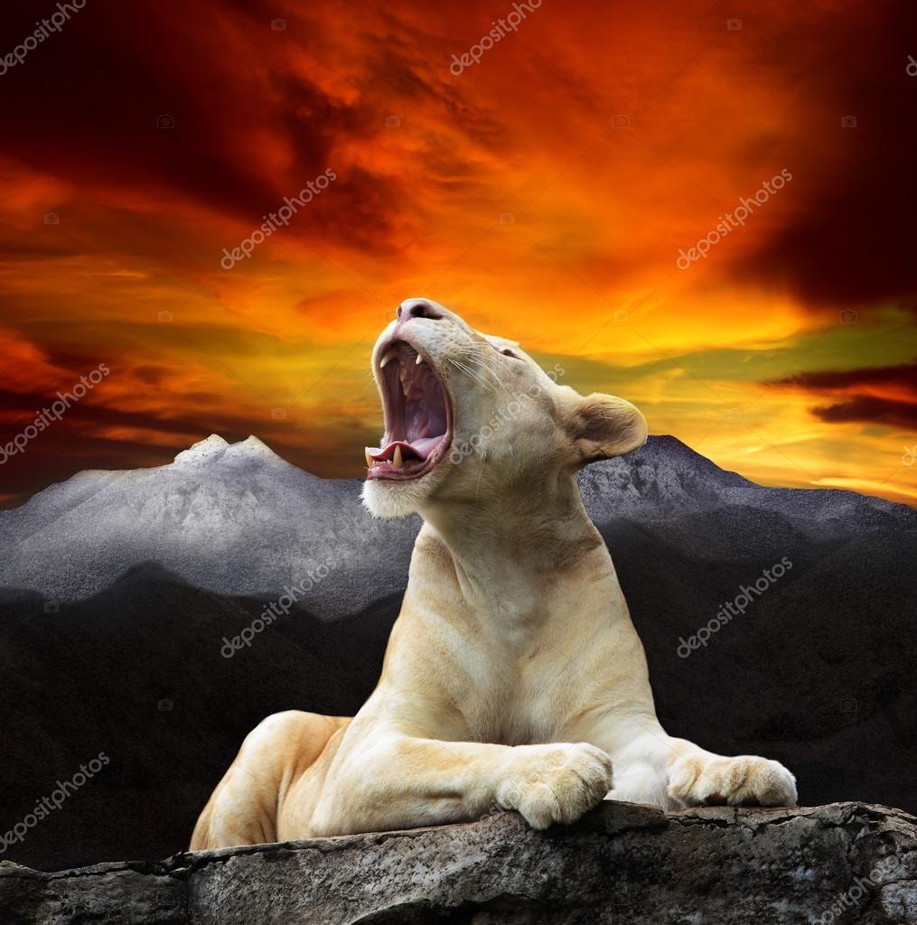 Lion On Rock Roaring