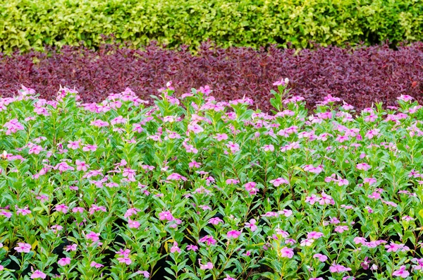 Beautiful Ornamental Plants Tree Tropical Landscape and Flower - Stock ...