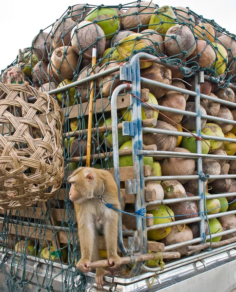 Monkey rack Stock Photos, Royalty Free Monkey rack Images | Depositphotos