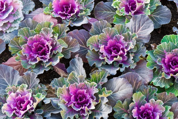 Decorative cabbage Stock Photos, Royalty Free Decorative cabbage Images ...