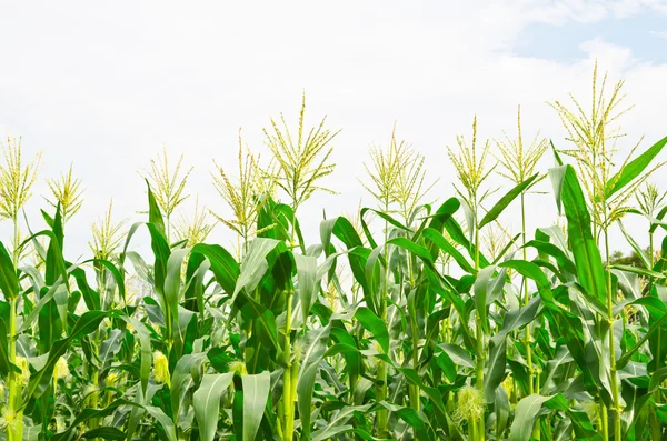Sweet corn field background Stock Photos, Royalty Free Sweet corn field ...