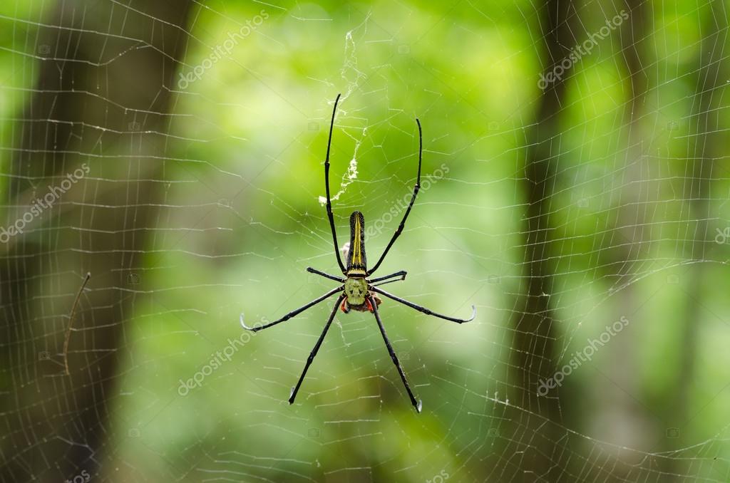 The Giant wood spider — Stock Photo © wuttichok #38037399