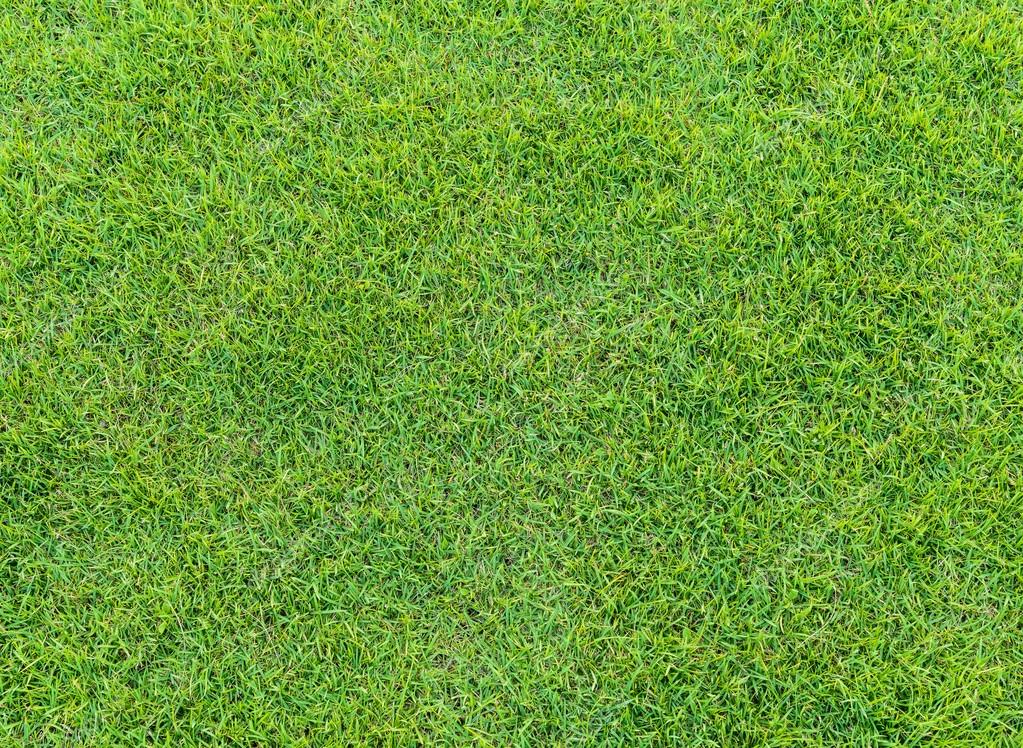 Green grass pattern from golf course at sunset time — Stock Photo ...