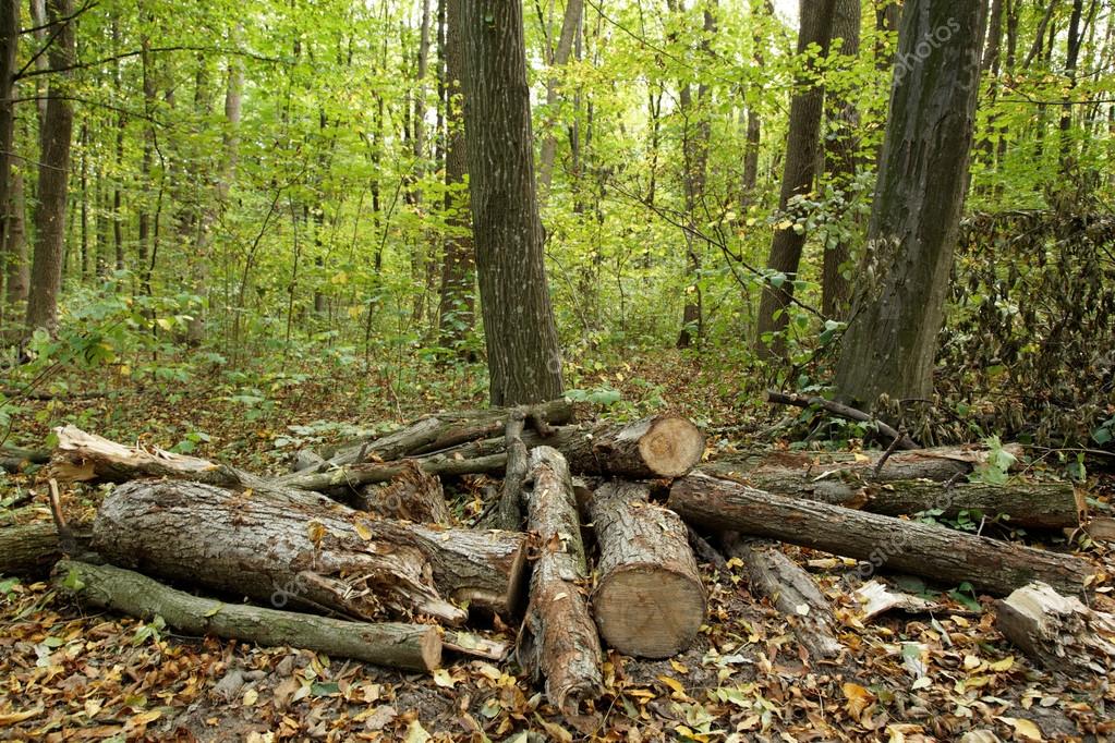 Wood stack in the forest Stock Photo by ©t.r.o.t.z 13800011