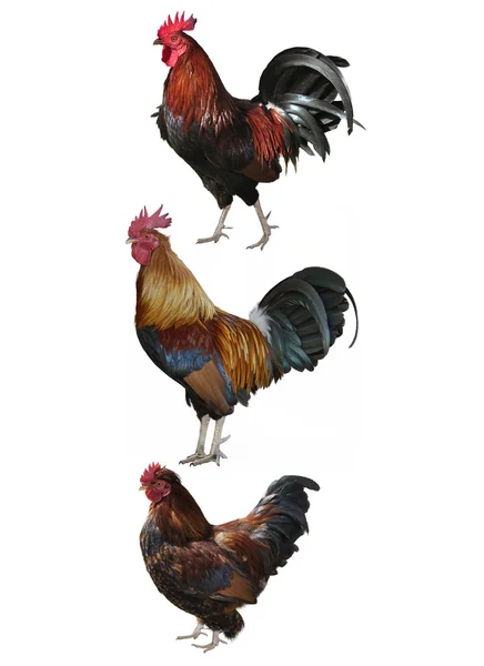 Roosters Stock Photos, Royalty Free Roosters Images | Depositphotos