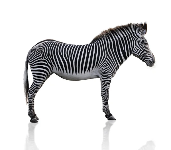 Zebra Stock Photos, Royalty Free Zebra Images | Depositphotos