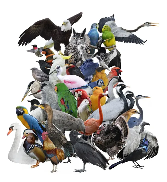 Birds collage Stock Photos, Royalty Free Birds collage Images ...