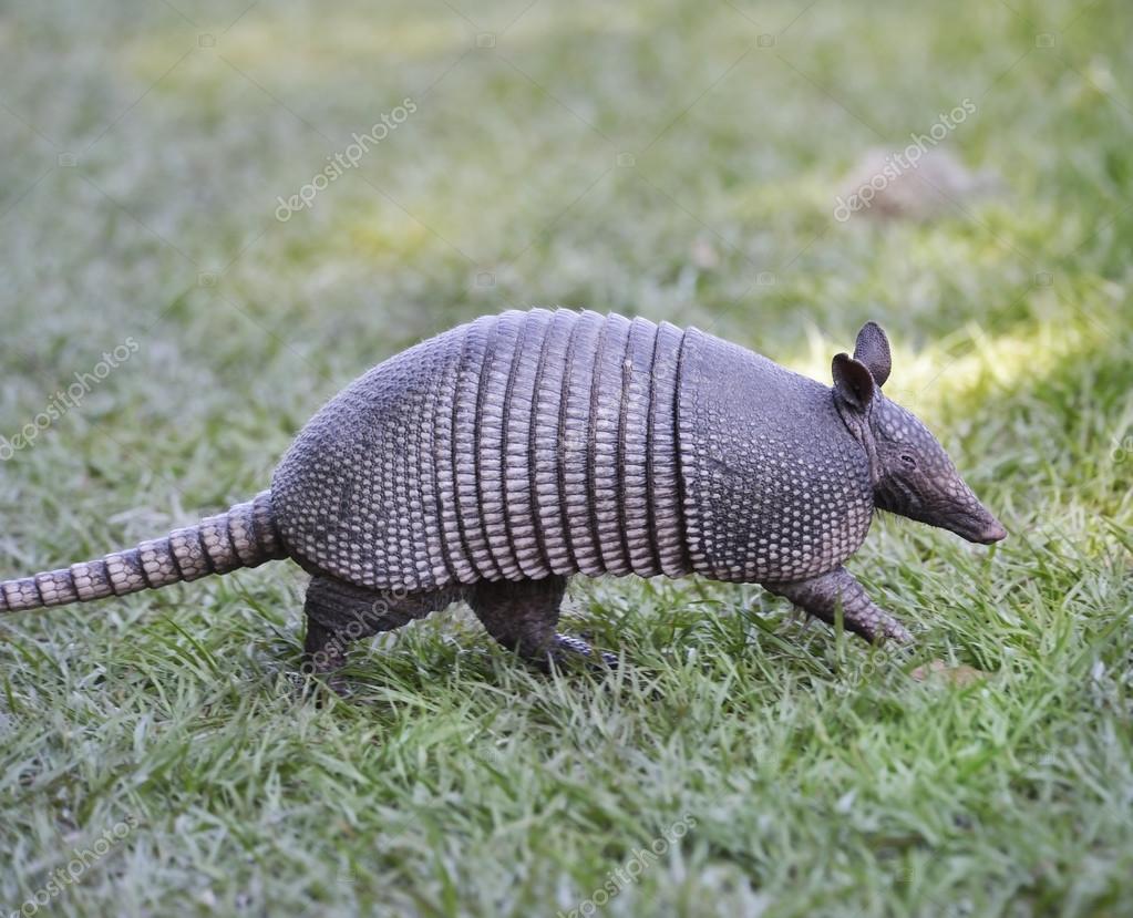 Armadillo Stock Photo by ©svetas 46571651