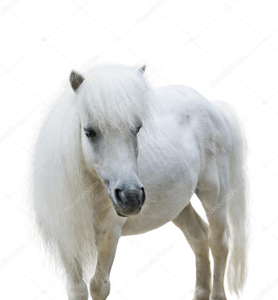 Pony blanco — Foto de stock © svetas #51421695