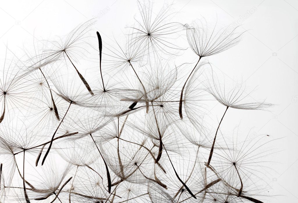 Dandelion seeds background Stock Photo by ©alexsvirid 12014698