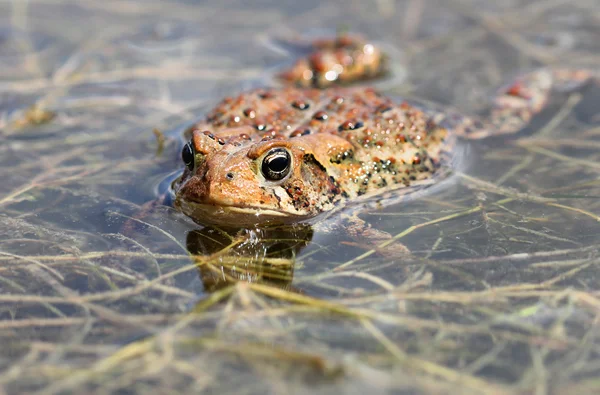 Toad burying itself Stock Photo by ©alexsvirid 14613701