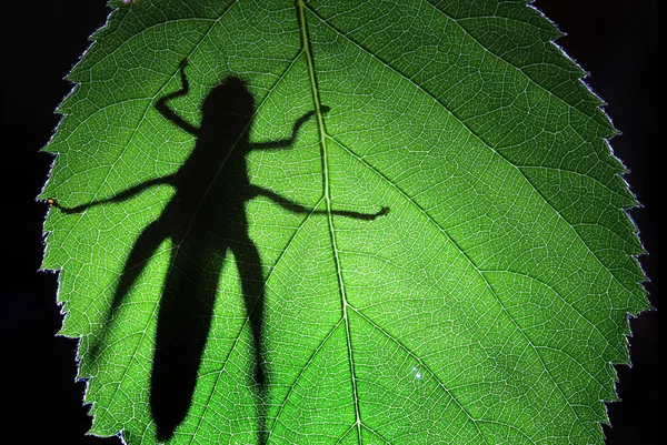 Insect shadow Stock Photos, Royalty Free Insect shadow Images ...