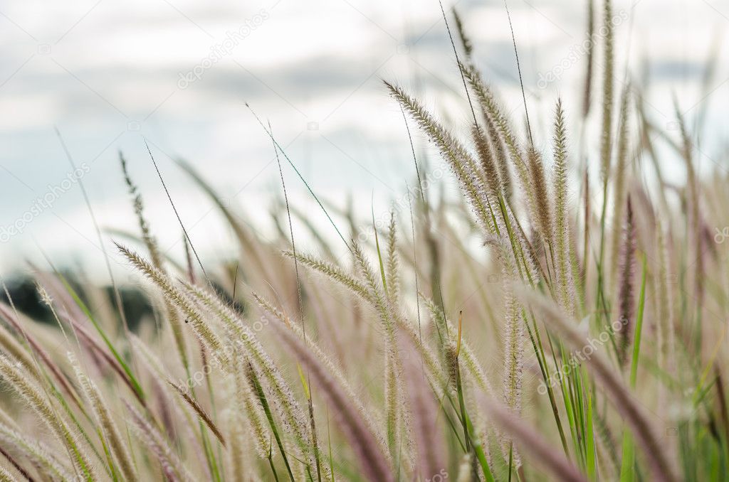 Maleza de cola de zorro en la naturaleza 2023