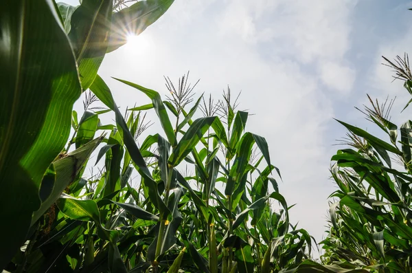Summer corn fields with sun, saturated landscape — Stock Photo ...