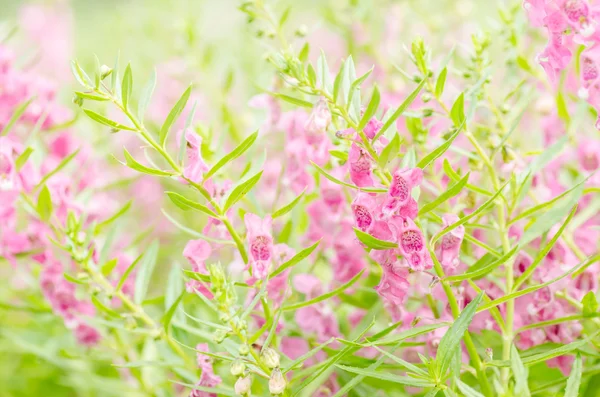 Pink alfalfa Stock Photos, Royalty Free Pink alfalfa Images | Depositphotos