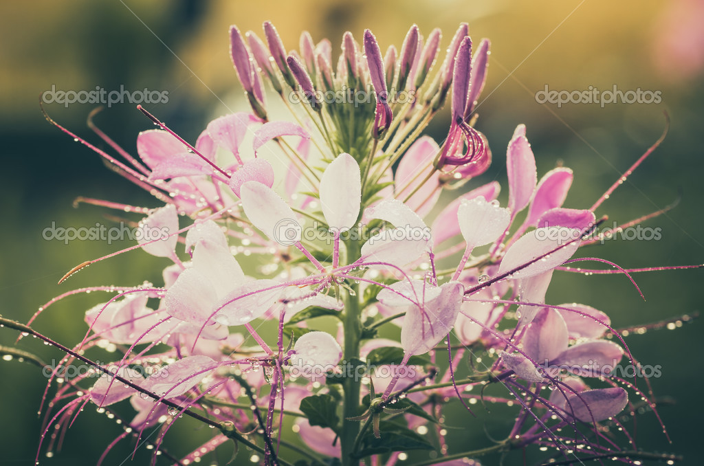 Cleome hassleriana o flor de araña o planta de araña 2023