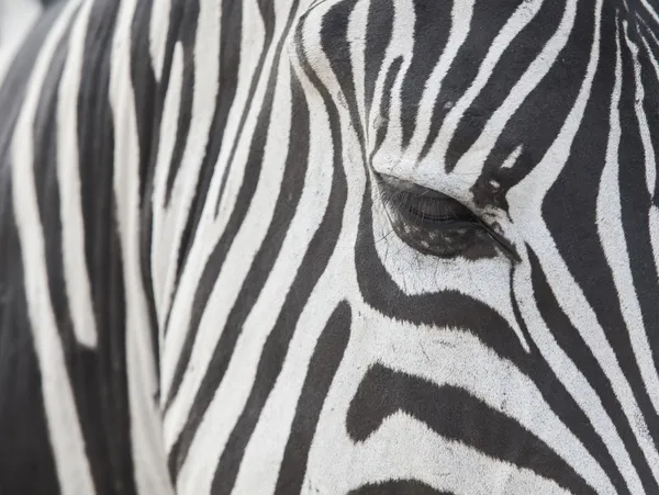 Zeebra Stock Photos, Royalty Free Zeebra Images | Depositphotos