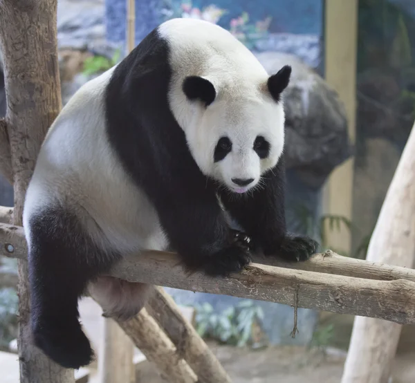 Giant panda — Stock Photo © anekoho #16820591
