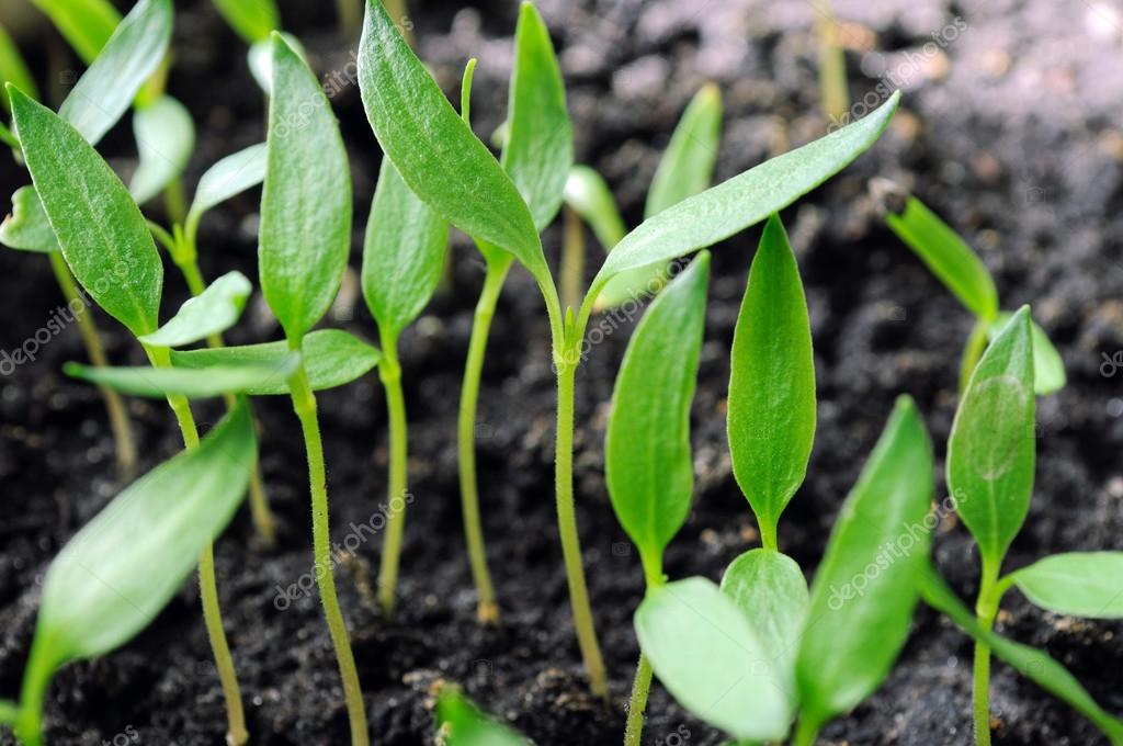Close-up of pepper sprout — Stock Photo © york010 #48735021