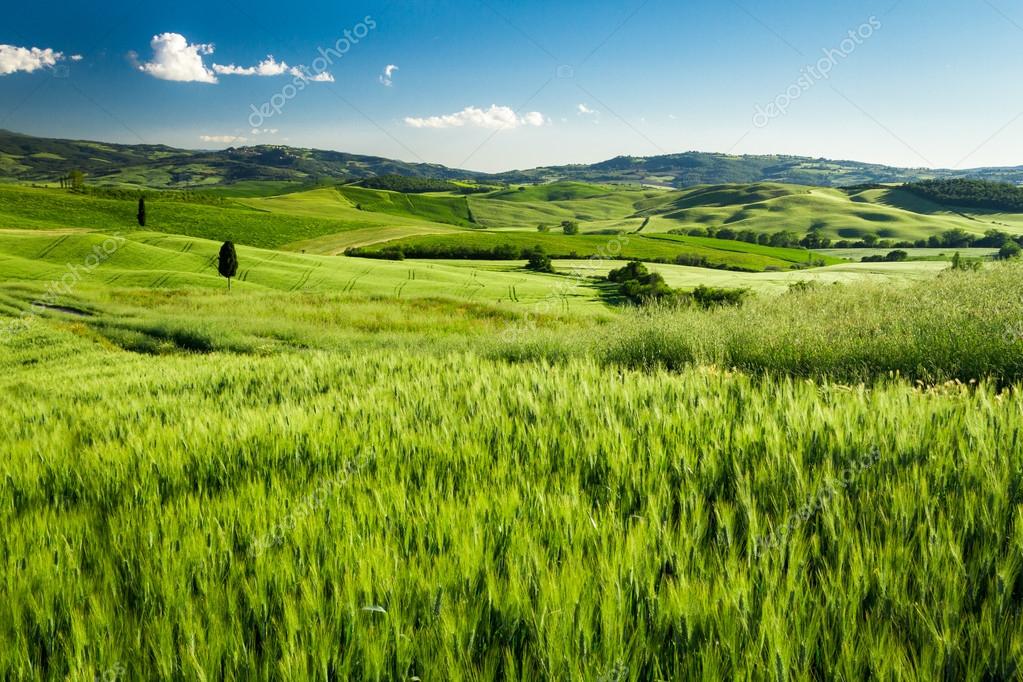 Green fields of wheat in Tuscany, Italy — Stock Photo © Shaiith79 #26578407