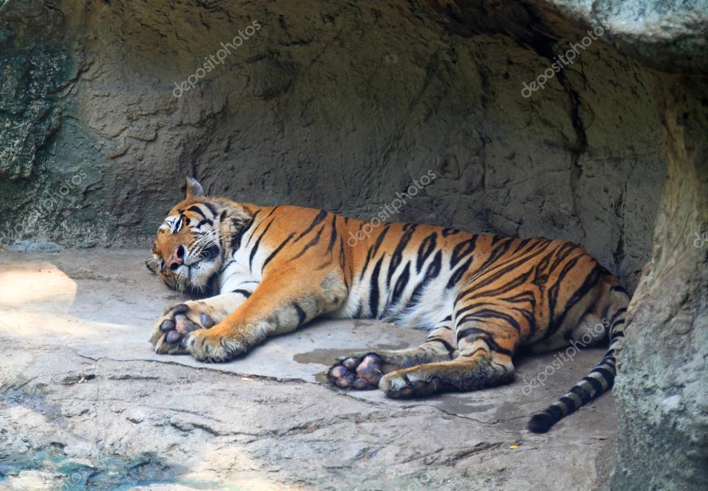 Widescreen Tiger Sleeping