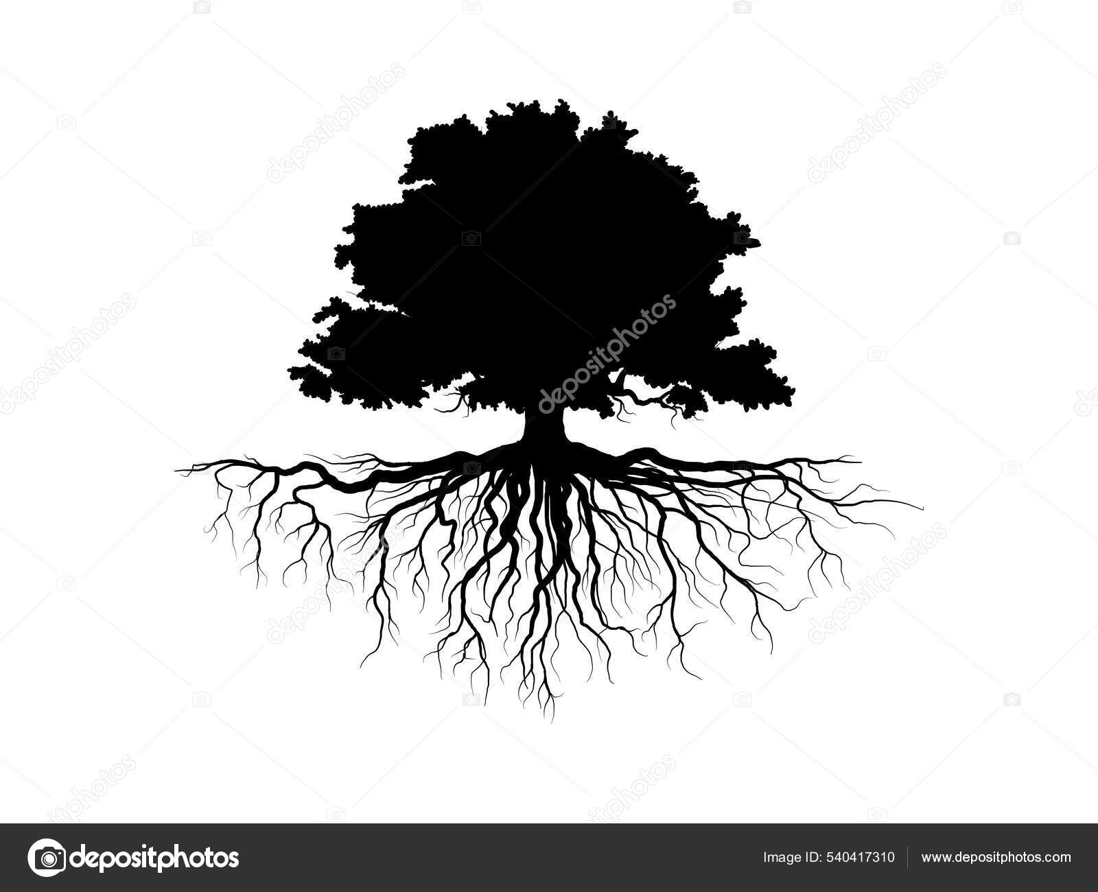Tree Root Silhouette Isolated White Background Stock Vector by ... Tree Root Silhouette Isolated White Background Stock Vector by ...