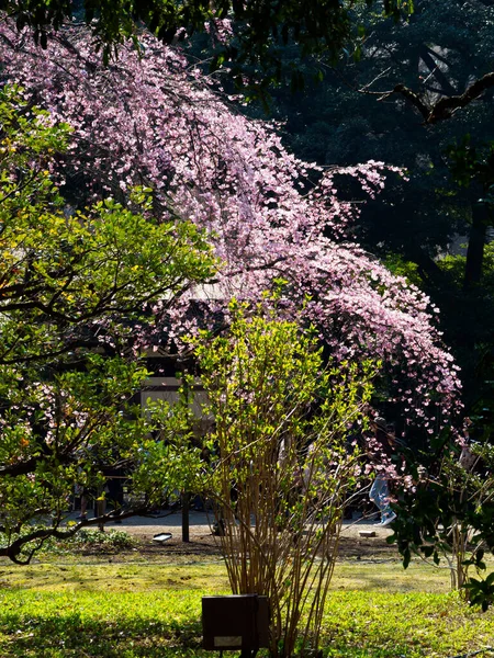 Jacaranda flowering trees Stock Photos, Royalty Free Jacaranda ...