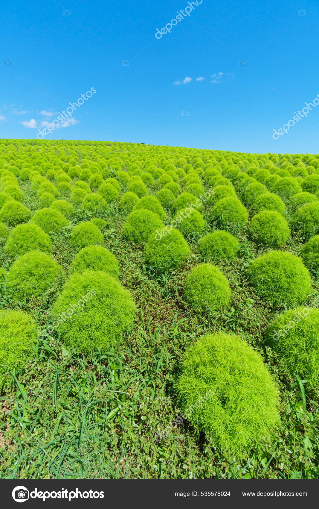 Hitachi Seaside Park Japan Landscape Stock Photo by ©kawamura_lucy ...