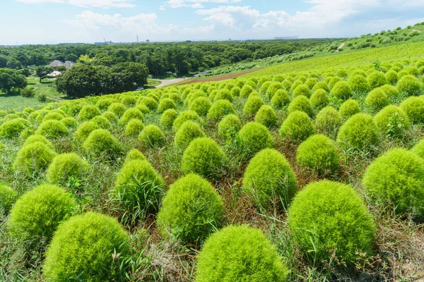 Hitachi Seaside Park Japan Landscape Stock Photo by ©kawamura_lucy ...